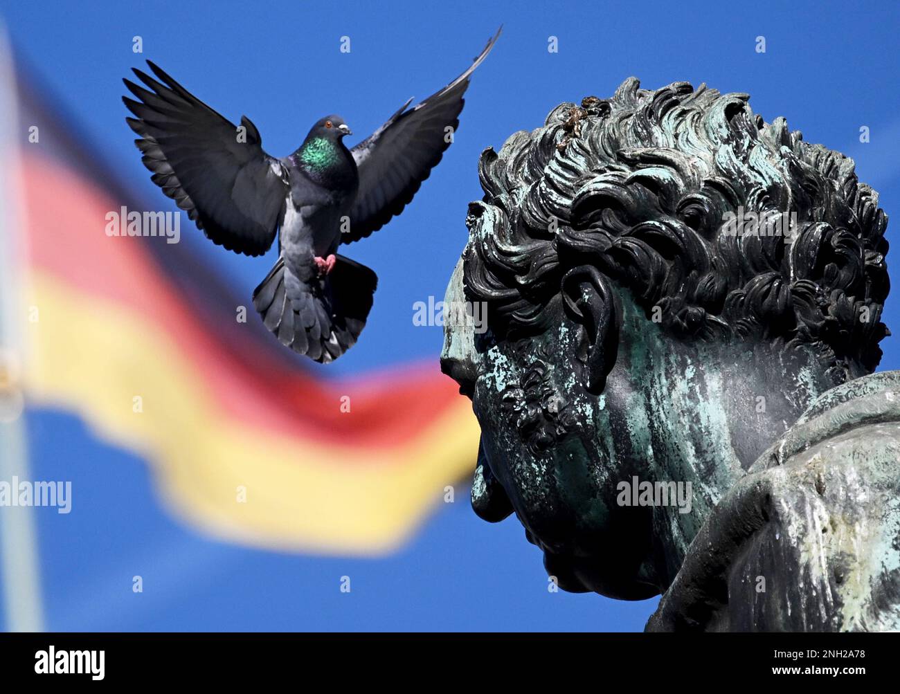 Munich, Germany. 20th Feb, 2023. A dove sets down on Max-Joseph-Platz ...