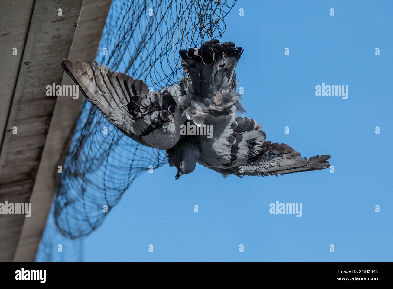 Dead pigeon (Columbidae) caught in roof netting installed to prevent ...