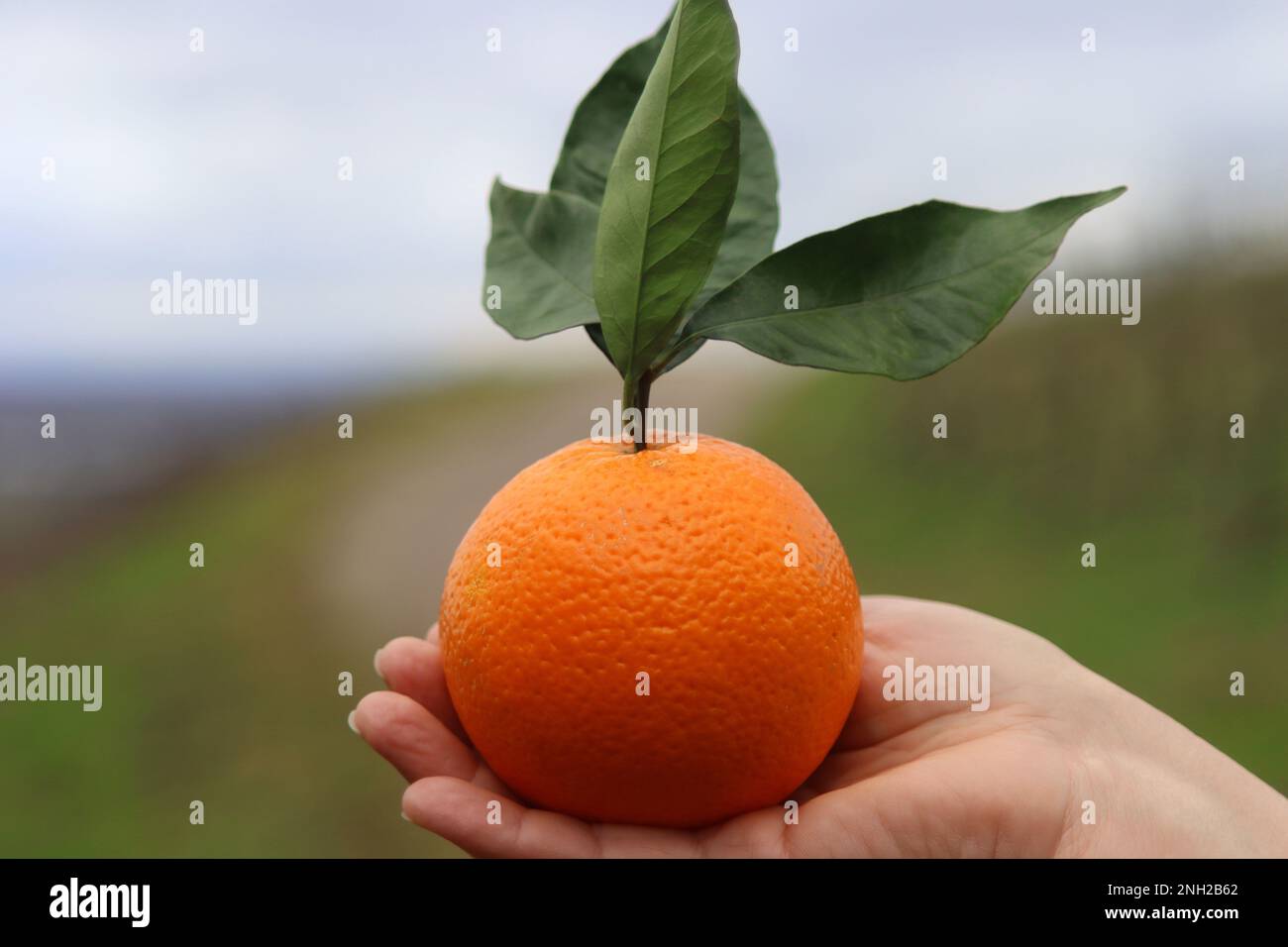 Orangenblatt hi-res stock photography and images - Alamy