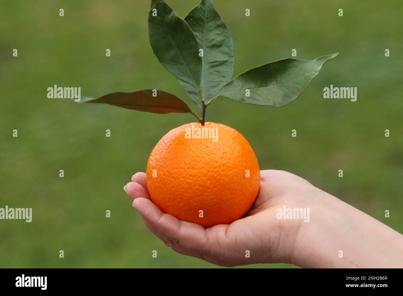 Orangenblatt hi-res stock photography and images - Alamy