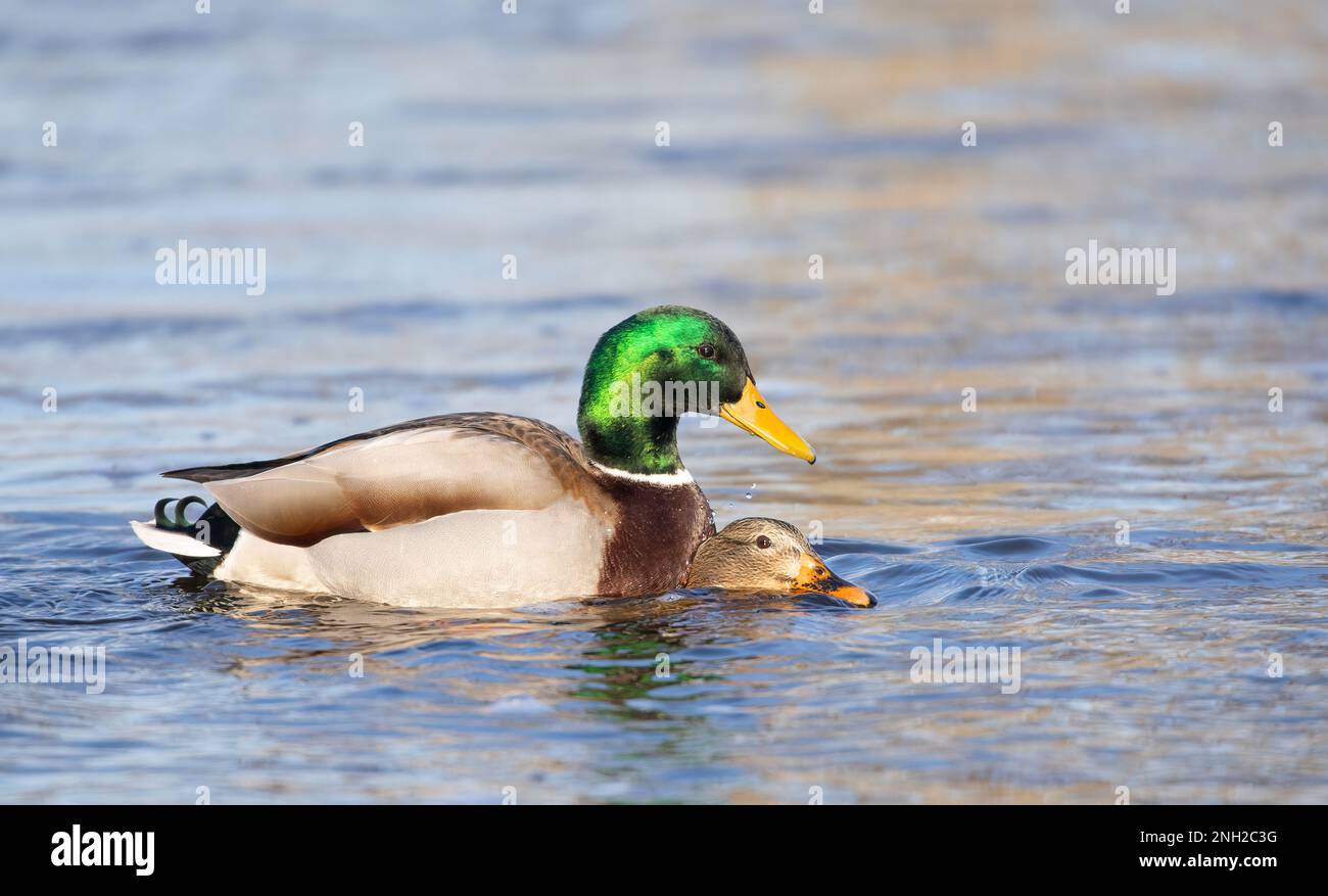 Mallard ducks mating in the Ottawa river in Canada Stock Photo - Alamy