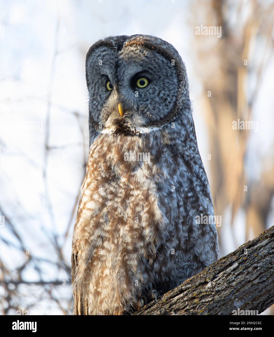 Portrait of Great grey owl, Strix nebulosa perched on a branch hunting ...