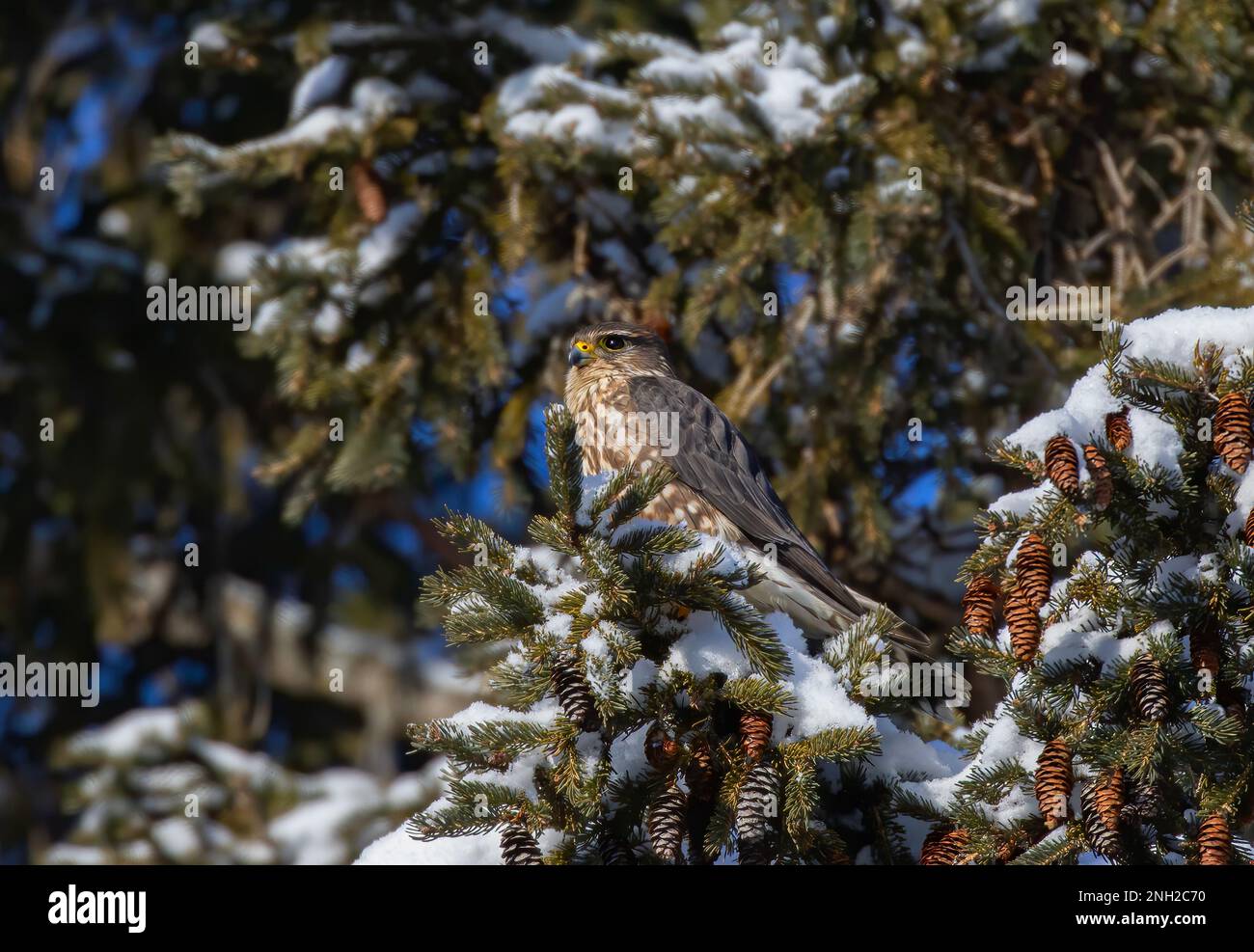 Merlin is a small falcon perched in a cedar tree hunting in winter ...