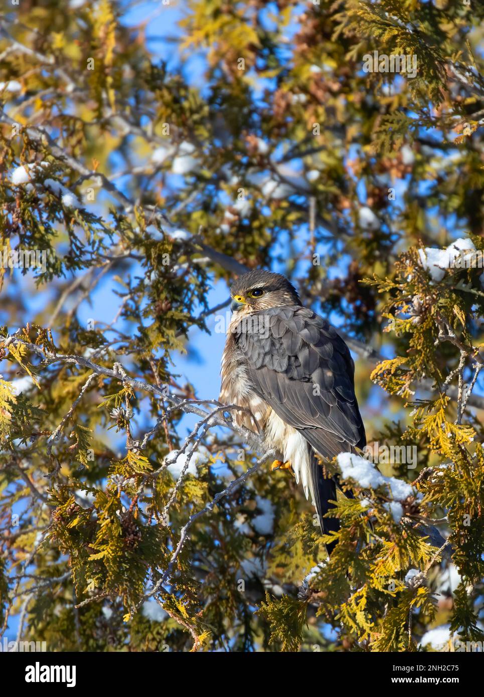 Merlin is a small falcon perched in a cedar tree hunting in winter ...