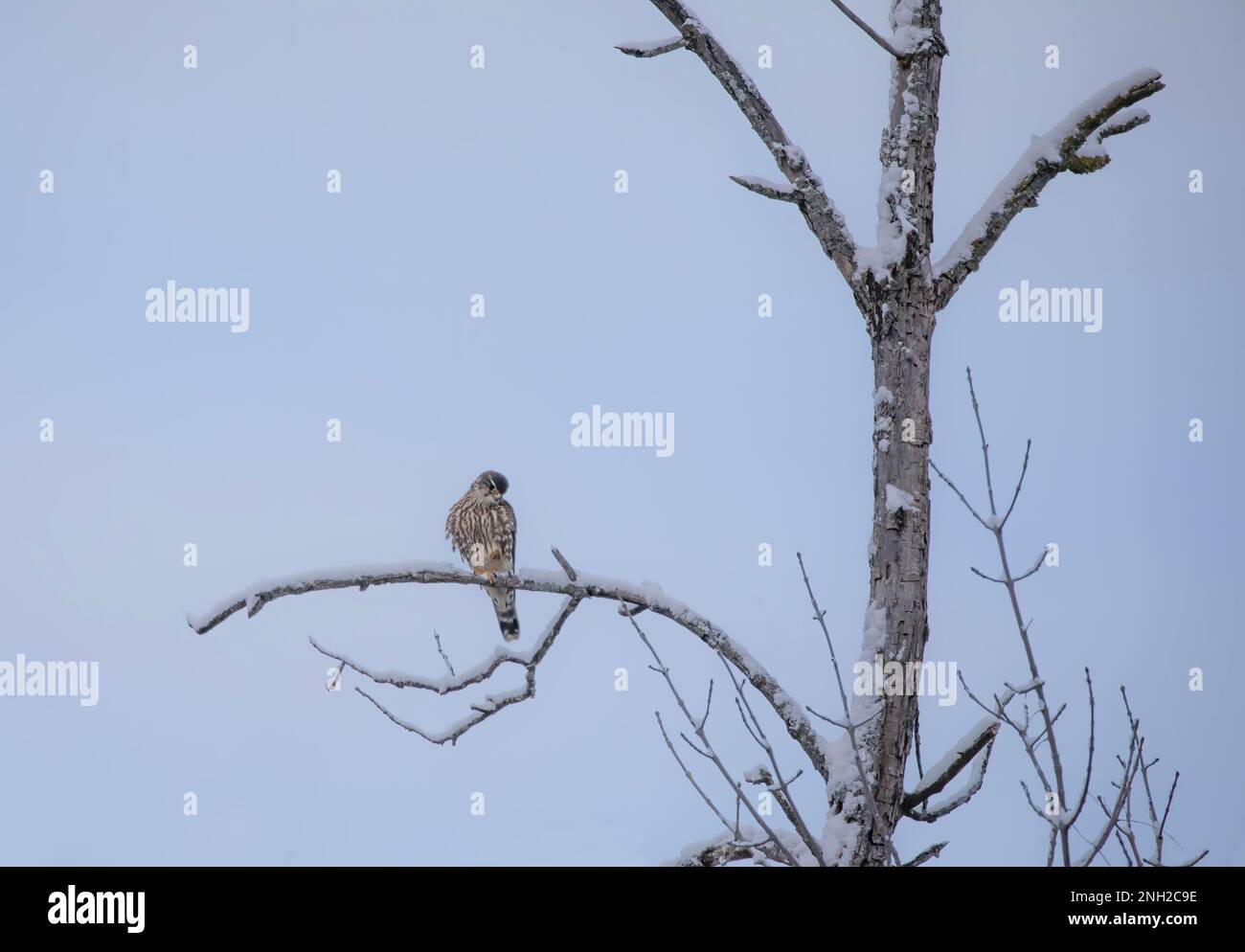 Merlin is a small falcon isolated on white background perched on a ...