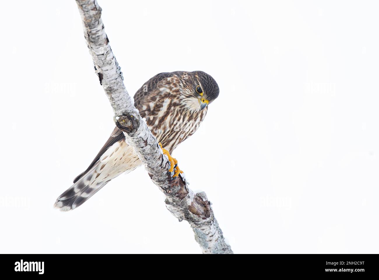 Merlin is a small falcon isolated on white background perched on a ...