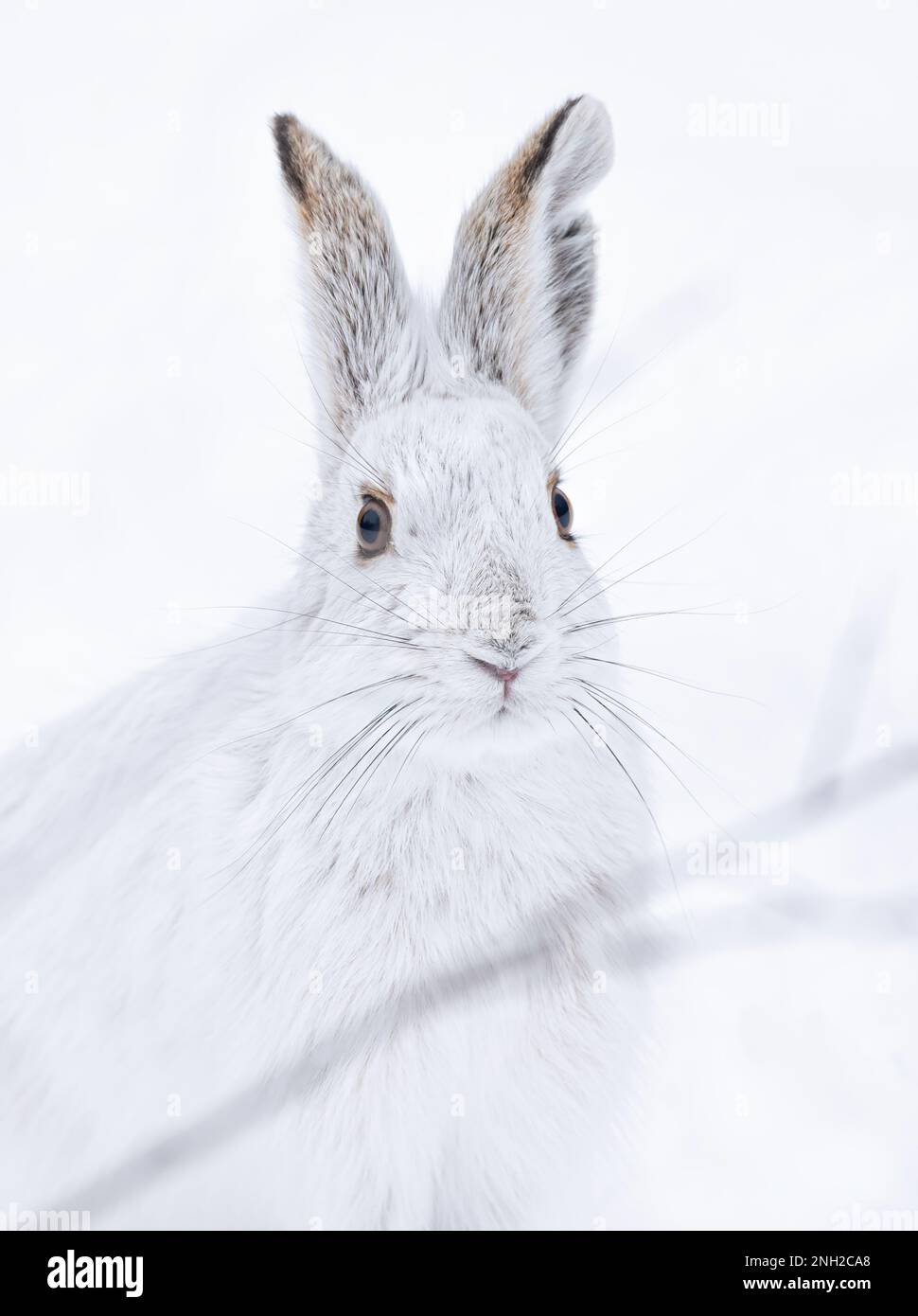 Big white rabbit hi-res stock photography and images - Alamy