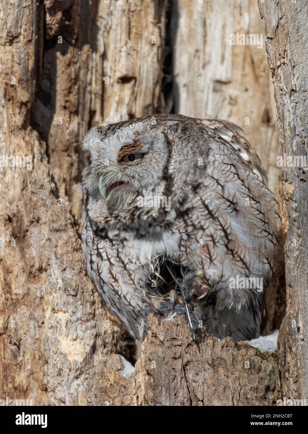 Eastern screech owl hi-res stock photography and images - Alamy