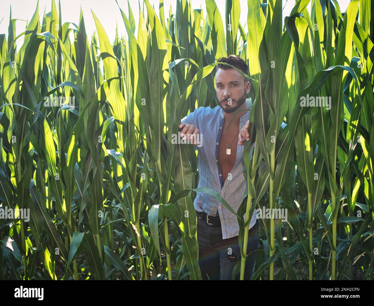 Man standing in corn field with green leaves Stock Photo - Alamy