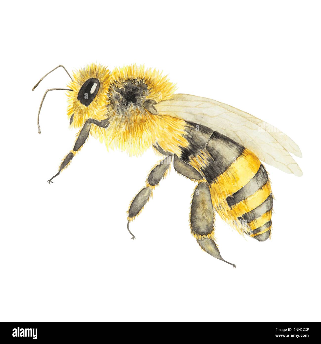 Watercolor illustration of bee. Hand drawn and isolated on white ...