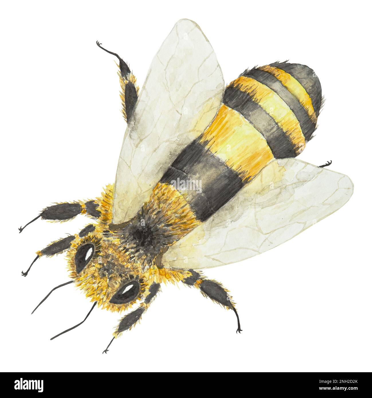 Watercolor illustration of bee. Hand drawn and isolated on white ...