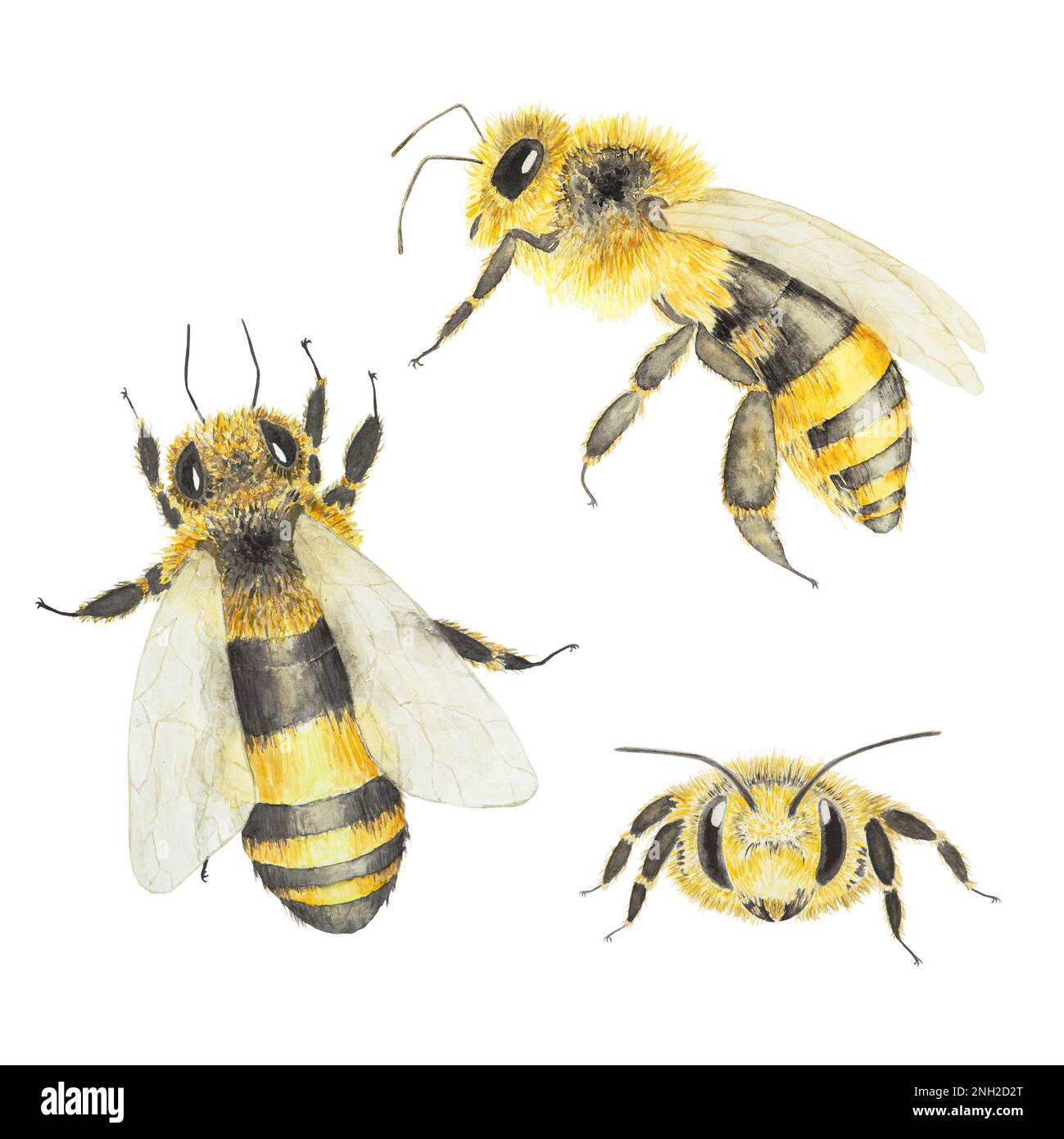 Watercolor hand drawn bee isolated on white background Stock Photo - Alamy