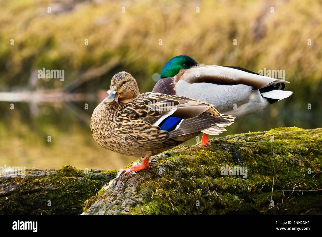 A pair of mallard ducks sitting on a tree trunk fallen in the water ...