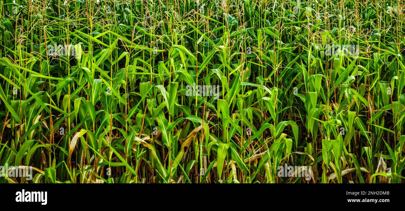 Ukrainian food farm background. Green corn crops grow on cultivated ...