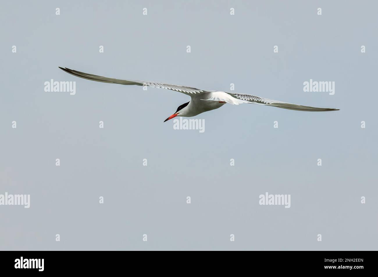 Common tern in aerobatic flight. Flying with spread wings. Cloudy sky ...