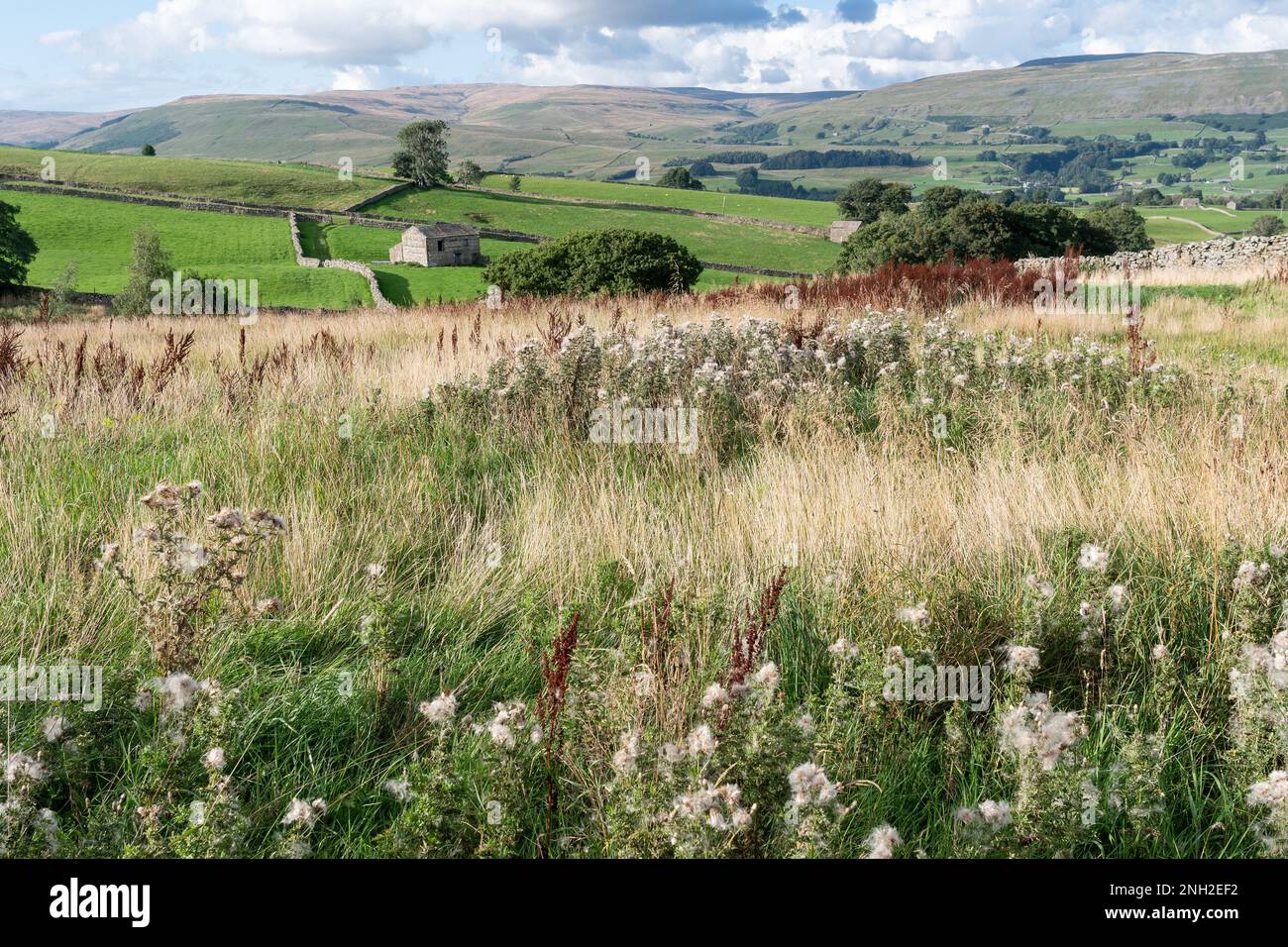 Farmland in the Yorkshire Dales left to go wild covered in weeds ...
