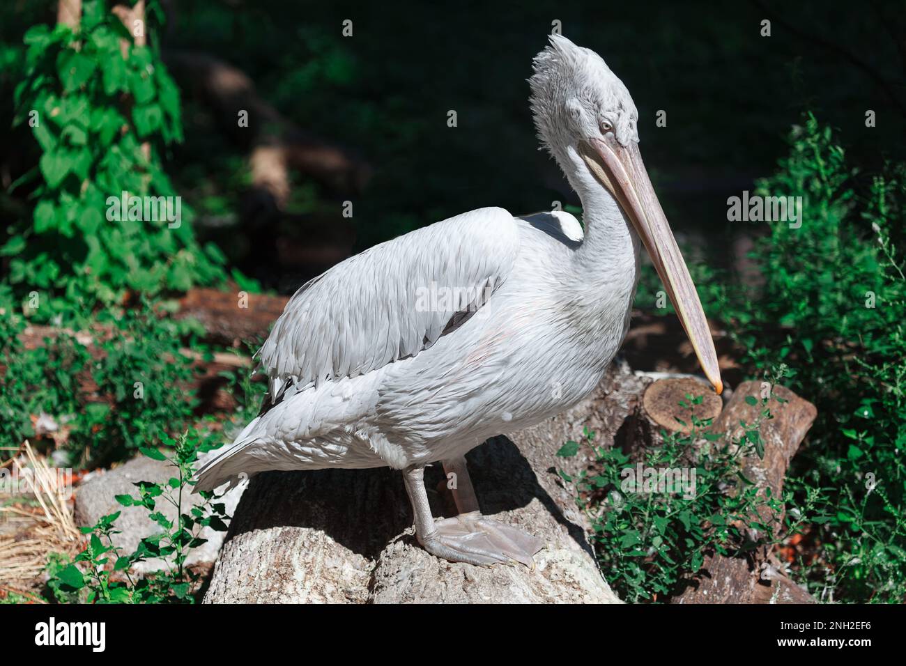 Pelican standing on the log . Single white bird Stock Photo - Alamy