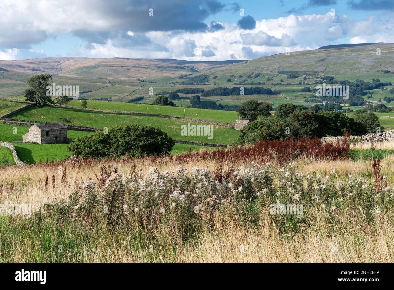 Farmland in the Yorkshire Dales left to go wild covered in weeds ...