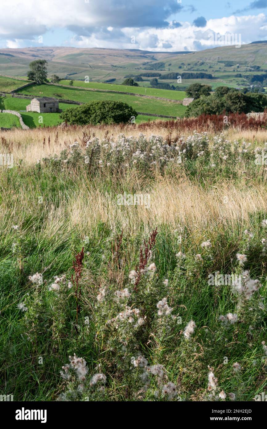 Farmland in the Yorkshire Dales left to go wild covered in weeds ...