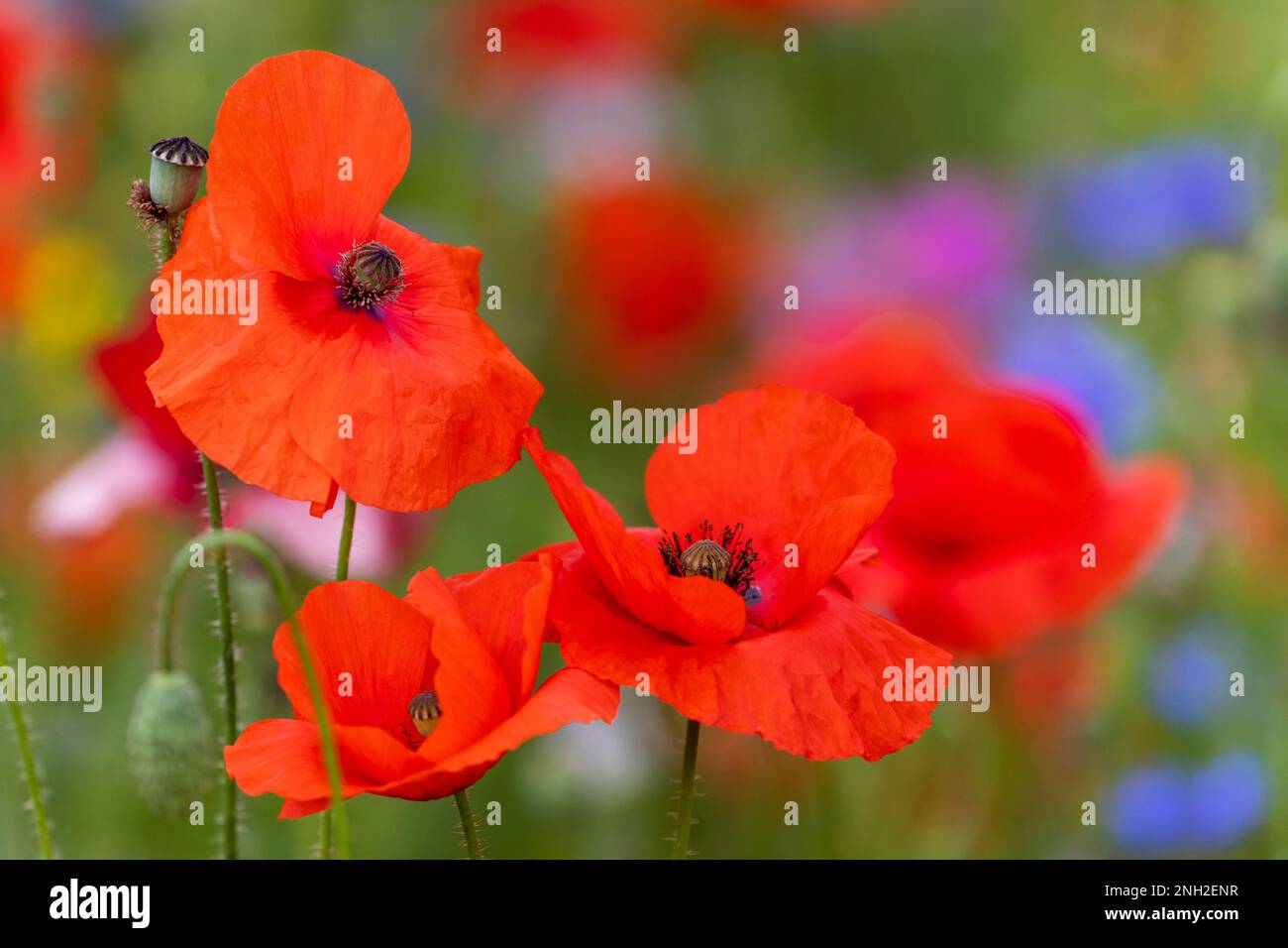 Three poppy wildflowers. Petals blowing and dancing in wind. Blurred ...