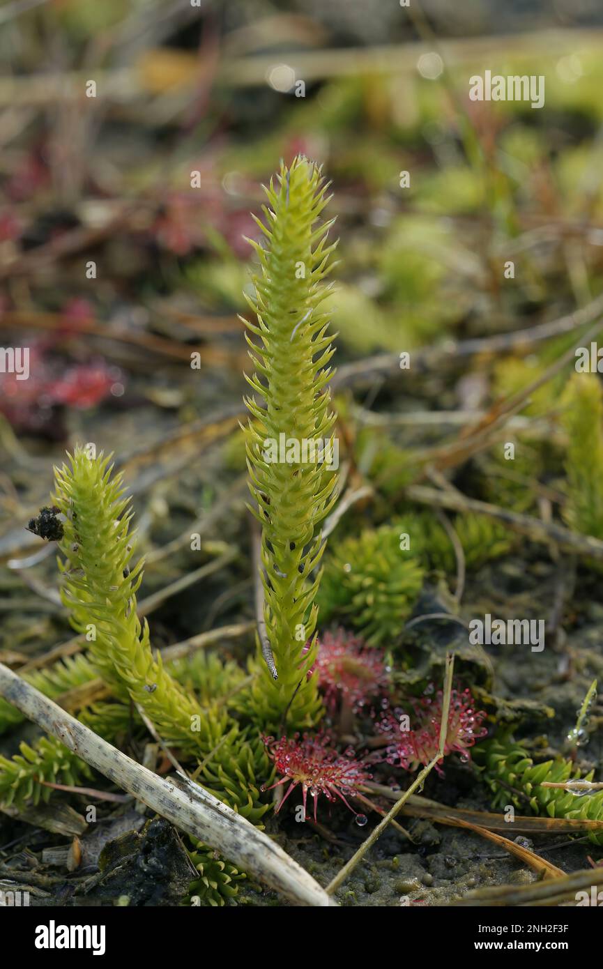 Natural closeup on the small and rare inundated, northern bog or marsh ...