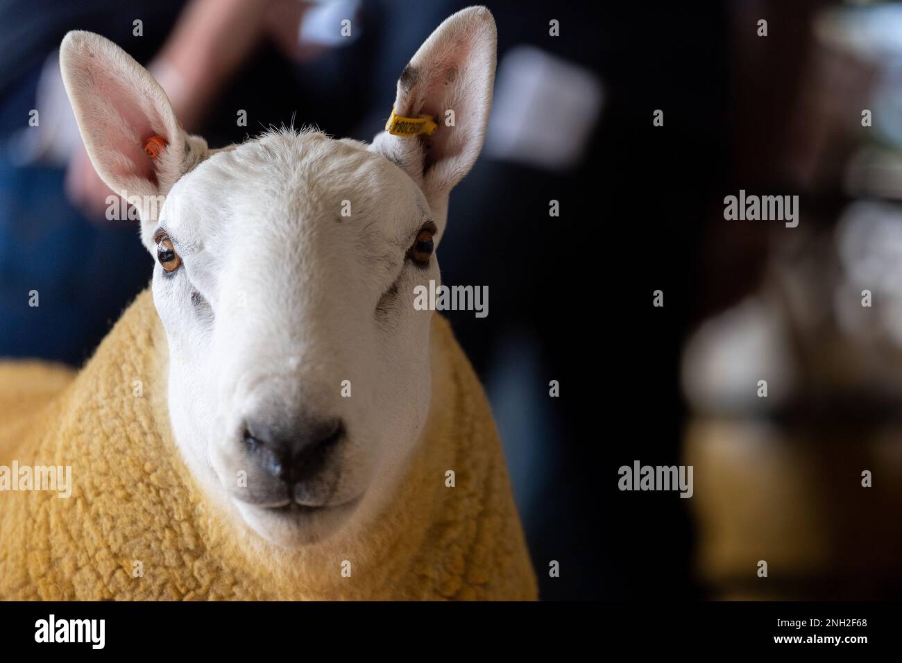 Head of a North Country Cheviots head at a ram sale, Lockerbie ...