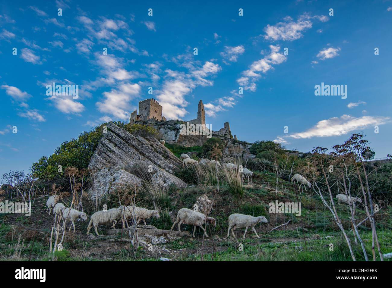 Flock sheep grazing in rocky hi-res stock photography and images - Alamy
