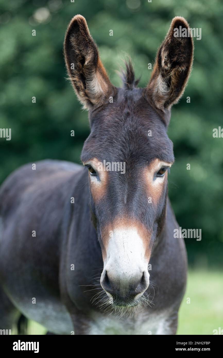 Jack Donkey in a pasture, Cumbria, UK Stock Photo - Alamy