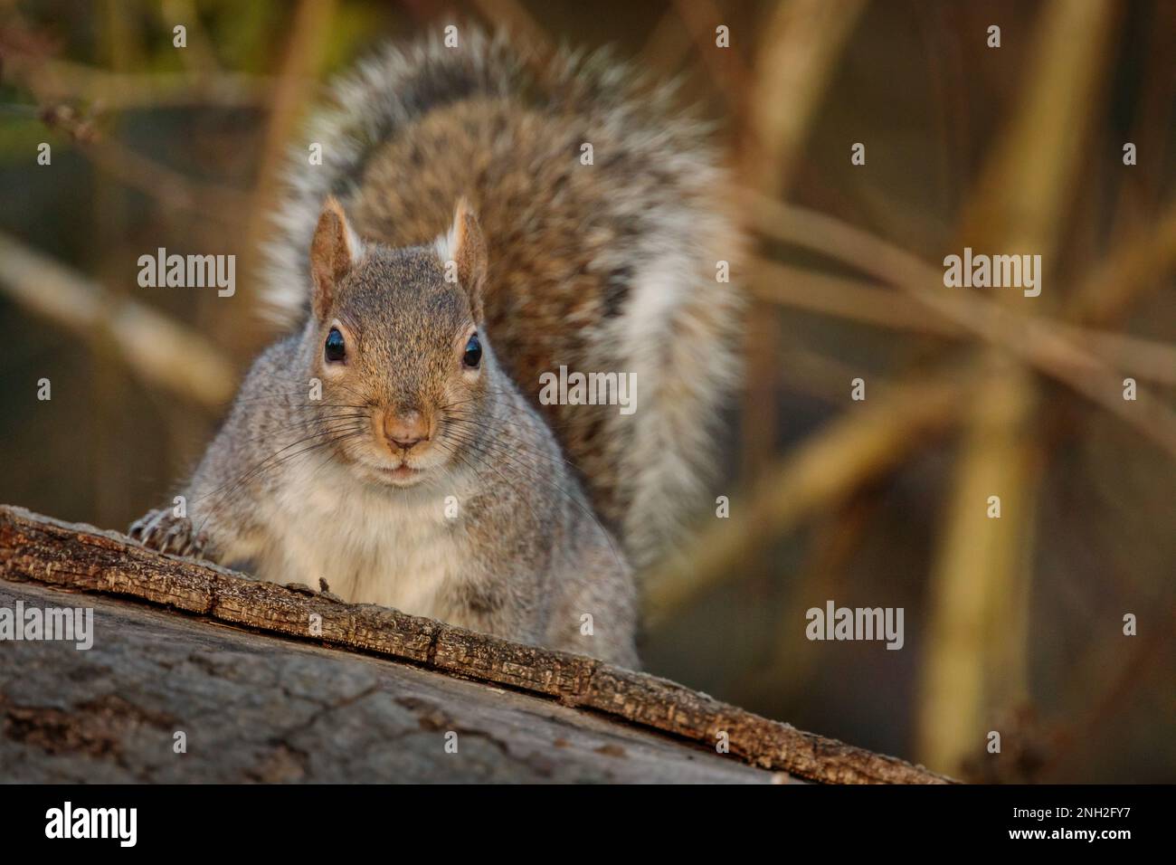 Front facing squirrel hi-res stock photography and images - Alamy
