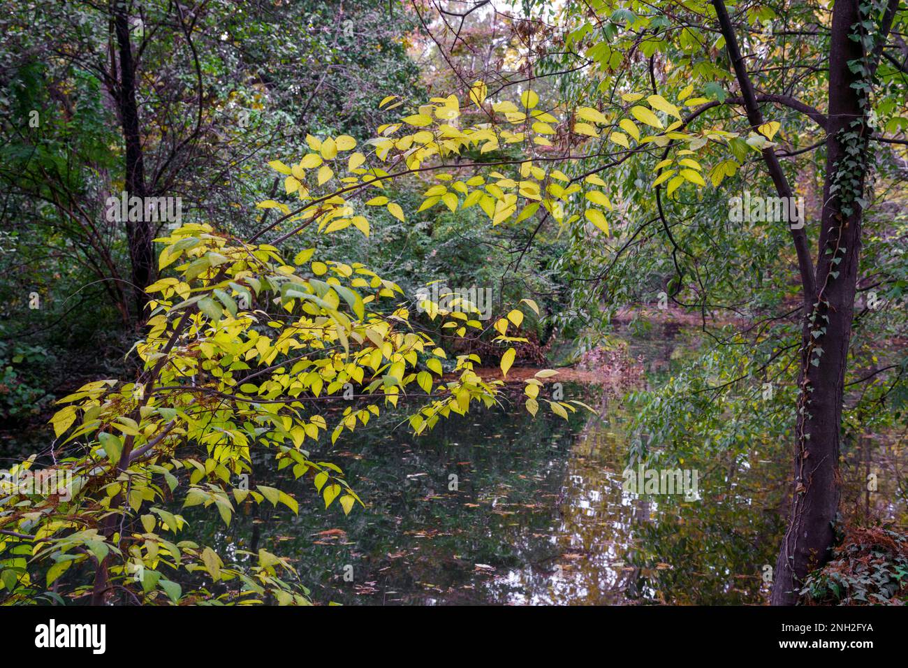 Autumn in the Montanelli park at Milan, Lombardy, Italy Stock Photo - Alamy