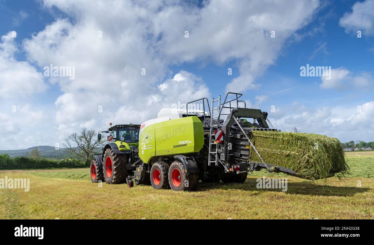 Contractor making high density bales of silage on a dairy farm in ...