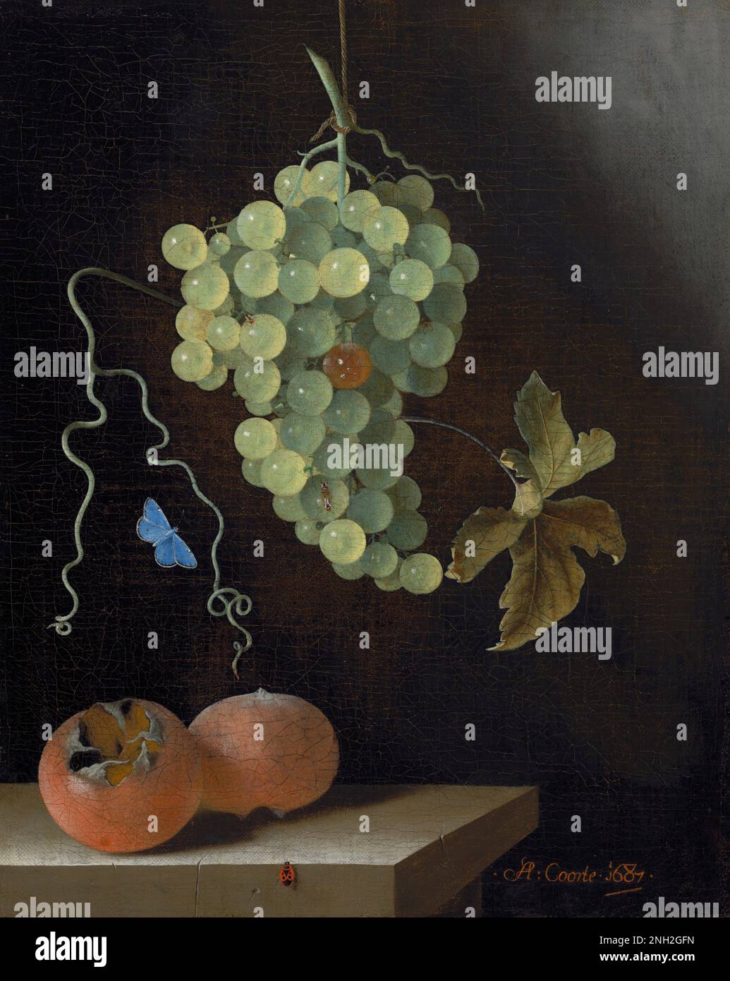 Adriaen Coorte Still Life with a Hanging Bunch of Grapes, Two Medlars ...