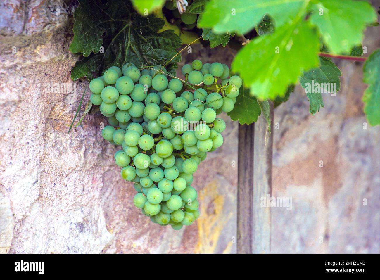 Wein obst hi-res stock photography and images - Alamy