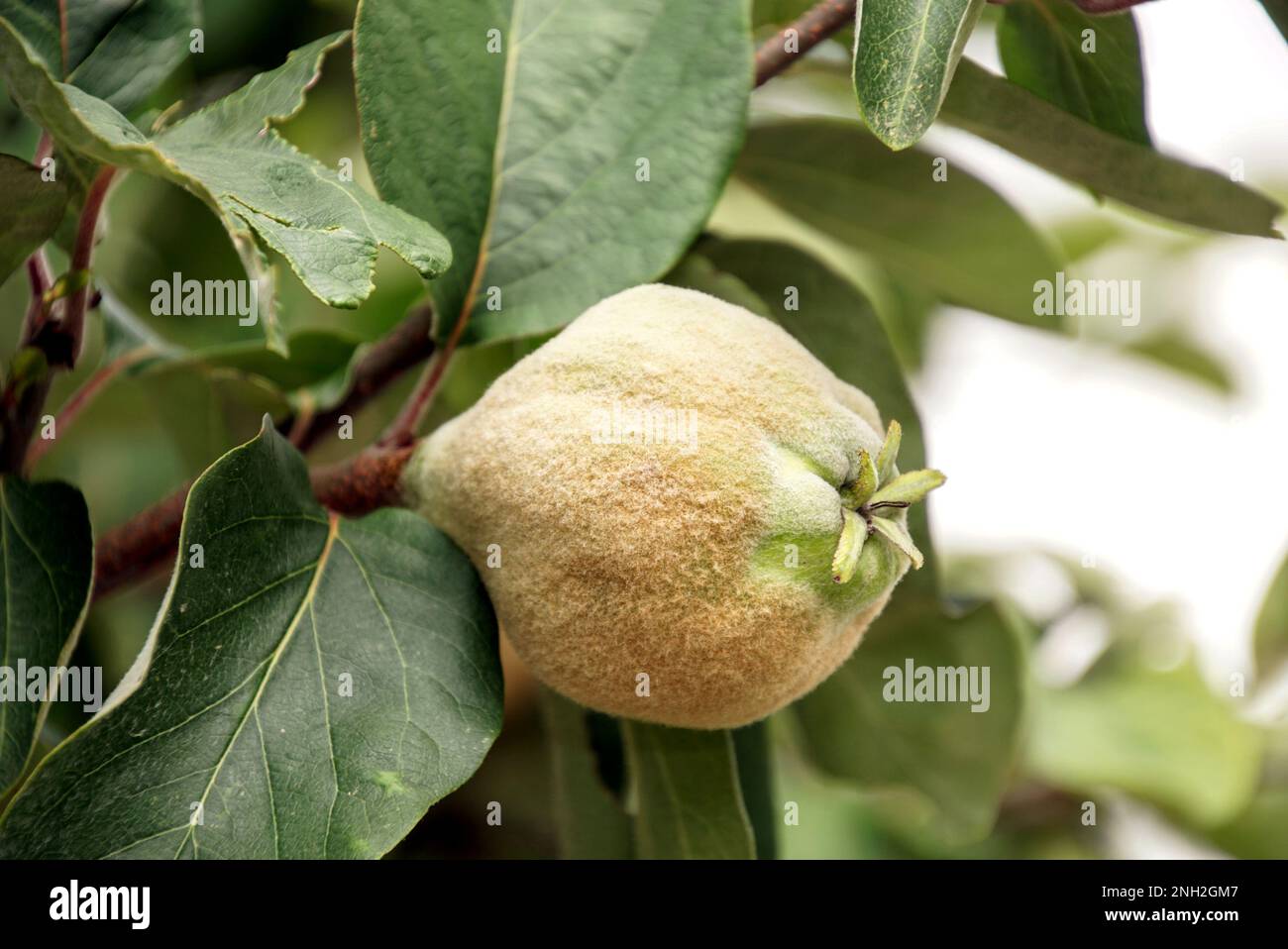 Reife quittenfrucht hi-res stock photography and images - Alamy