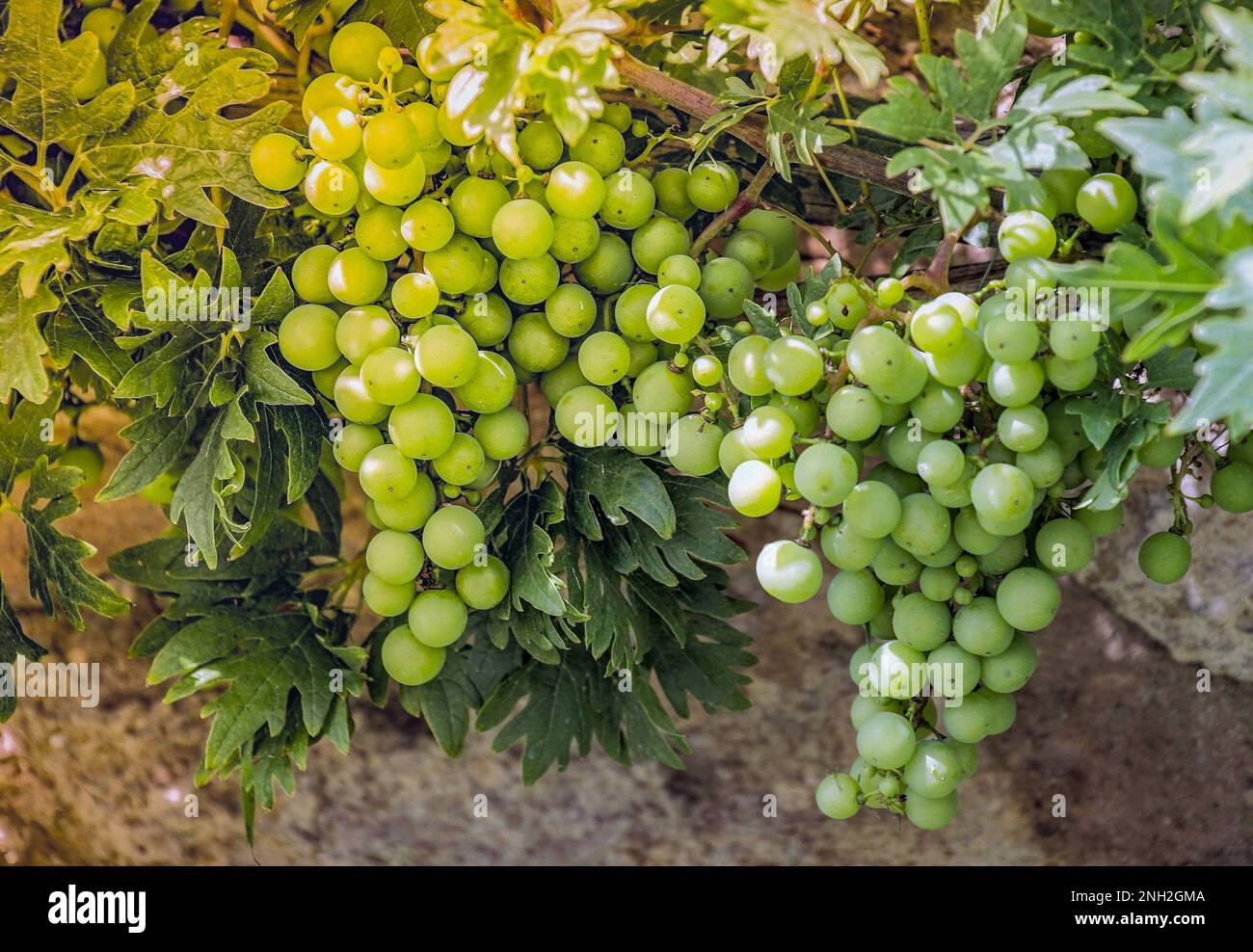 Wein frucht hi-res stock photography and images - Alamy