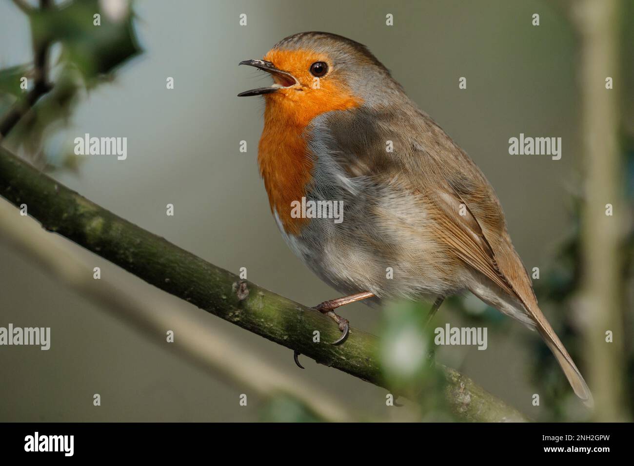 Robin with holly hi-res stock photography and images - Alamy