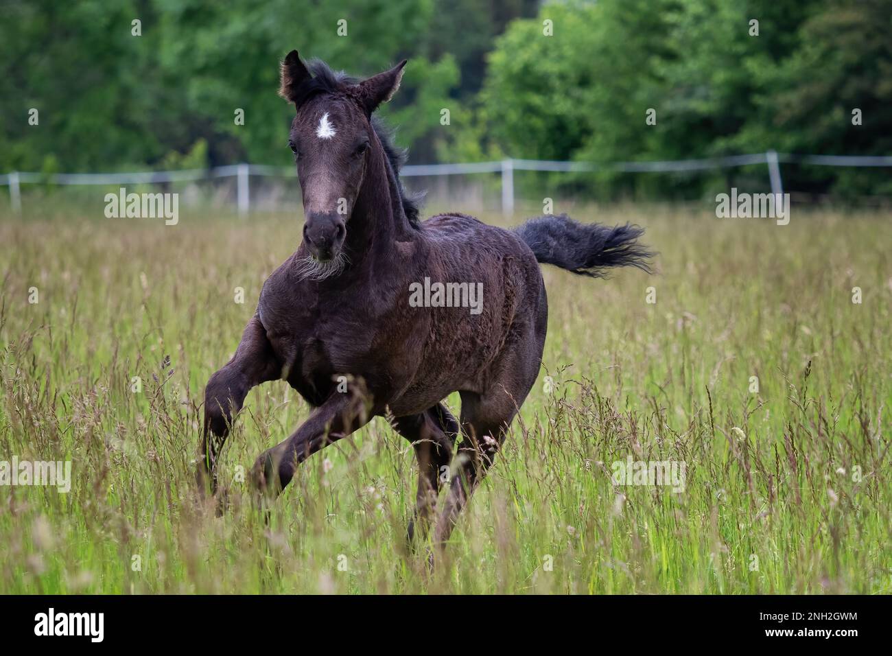 Newborn horse in motion hi-res stock photography and images - Alamy