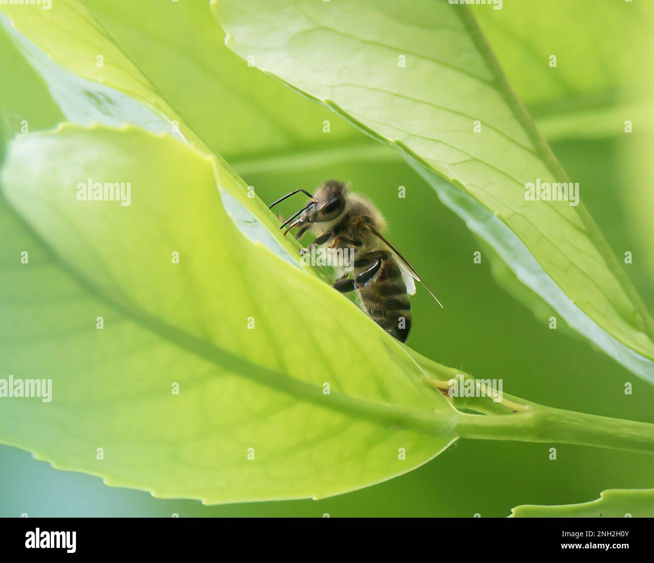 Die wespe hi-res stock photography and images - Alamy