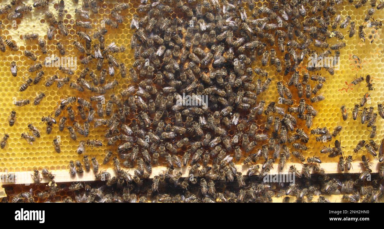 Bees buzz around building honeycombs hi-res stock photography and ...