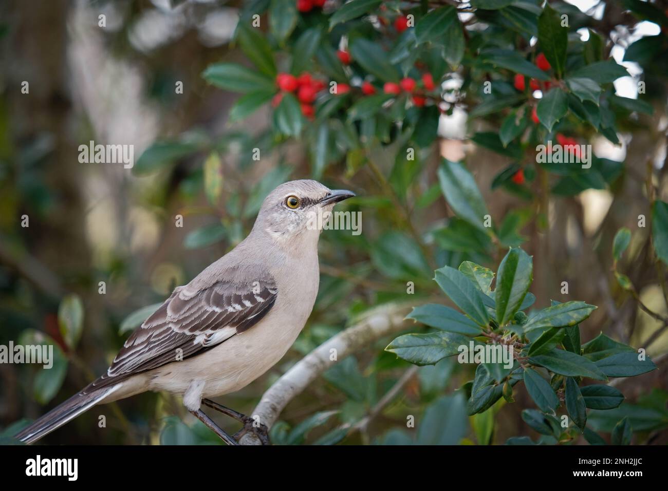 Northern mockingbird wings hi-res stock photography and images - Alamy