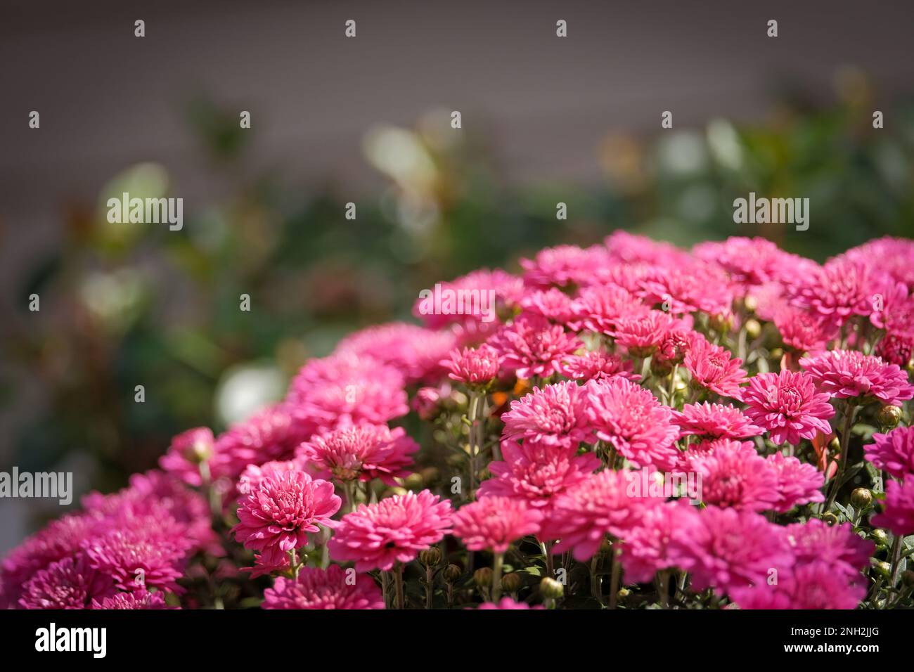 Pink mums in bloom hi-res stock photography and images - Alamy