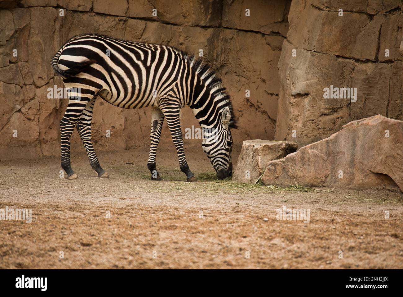 Full body shot of a zebra taken from the side with a rock wall in the ...