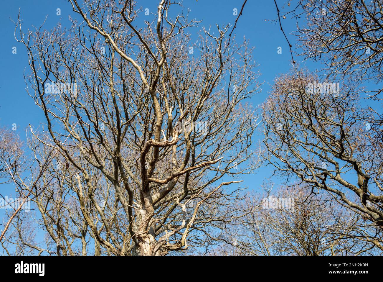 Dead ash trees hi-res stock photography and images - Alamy