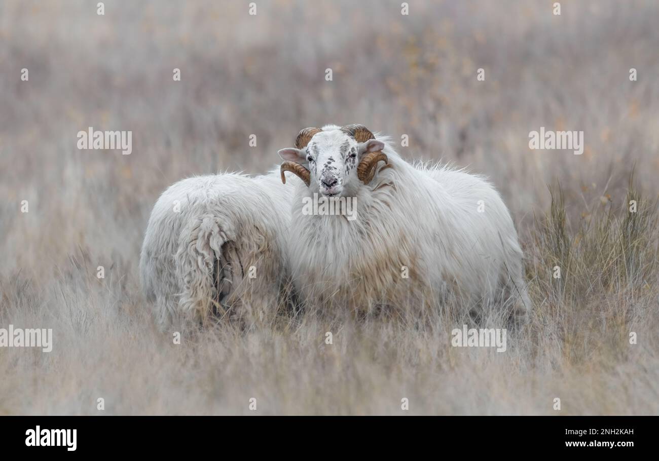 Woolly sheep horns horned hi-res stock photography and images - Alamy