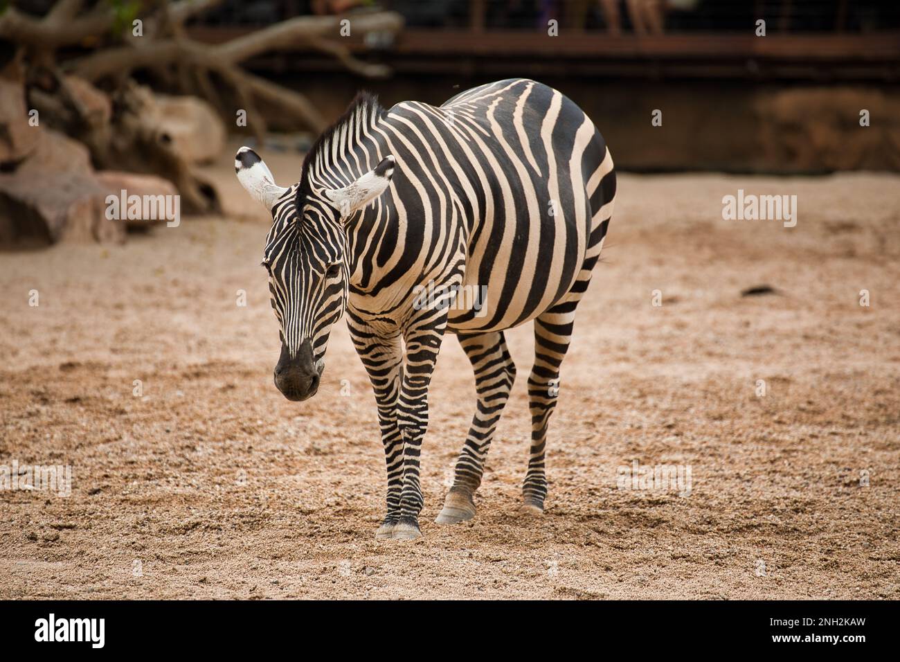 Frontal full body shot of a zebra with a diffuse rock and sand ...
