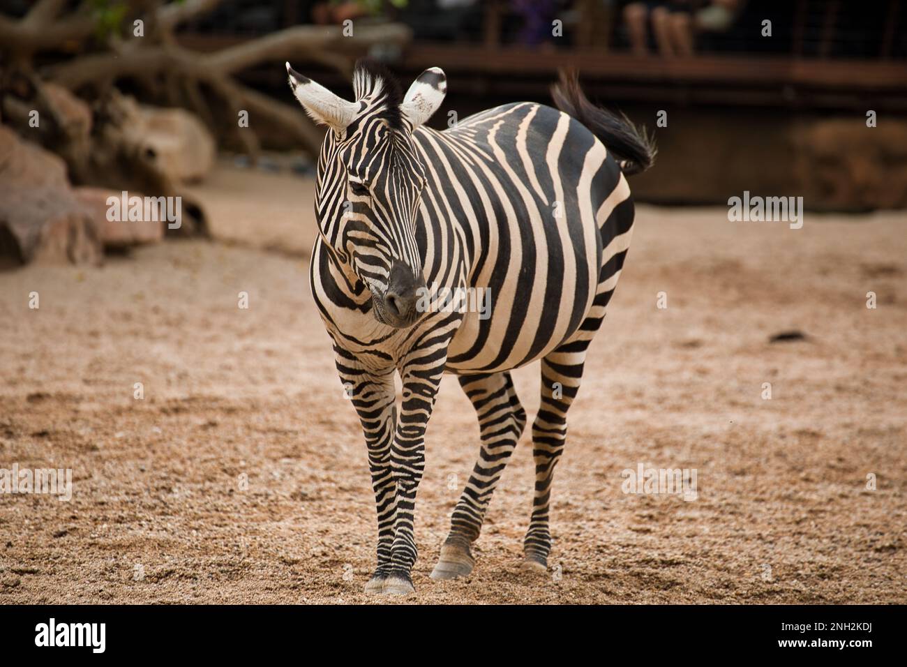 Frontal full body shot of a zebra with a diffuse rock and sand ...