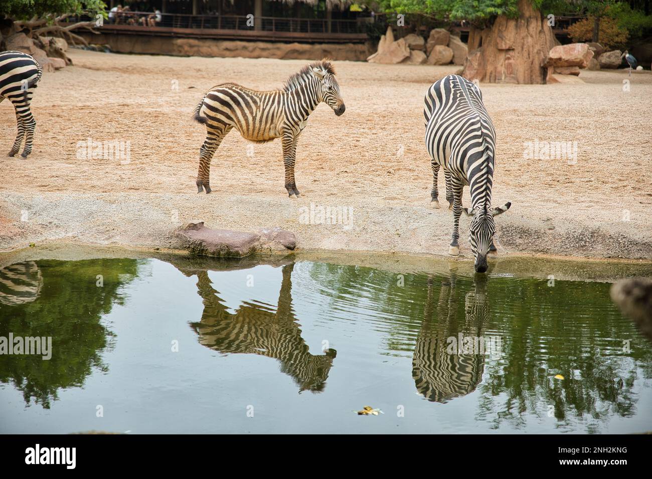 Long distance shot of a drinking zebra mother with her baby, which are ...