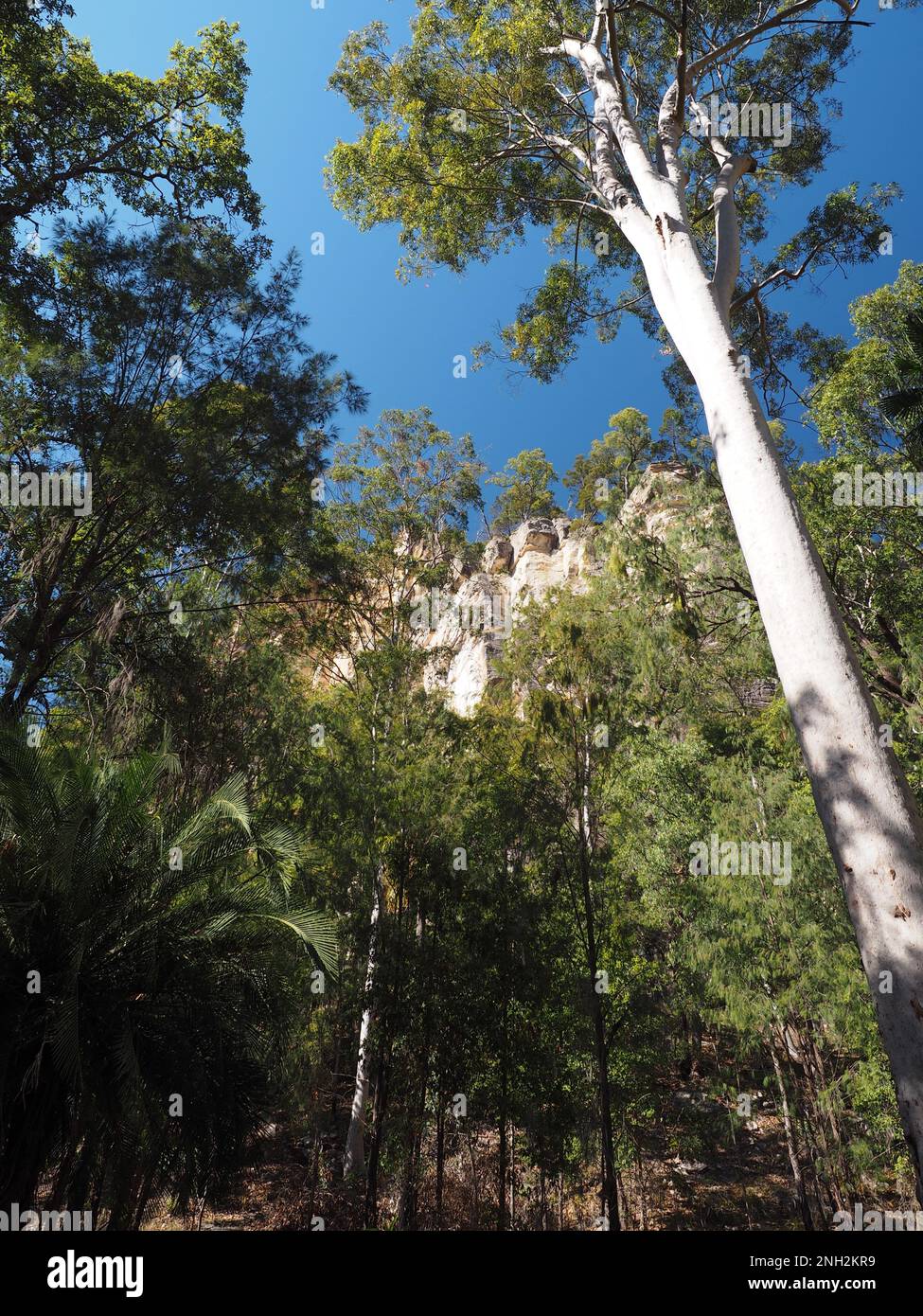 Hiking trail though Carnarvon Gorge, a sandstone gorge in Queensland ...