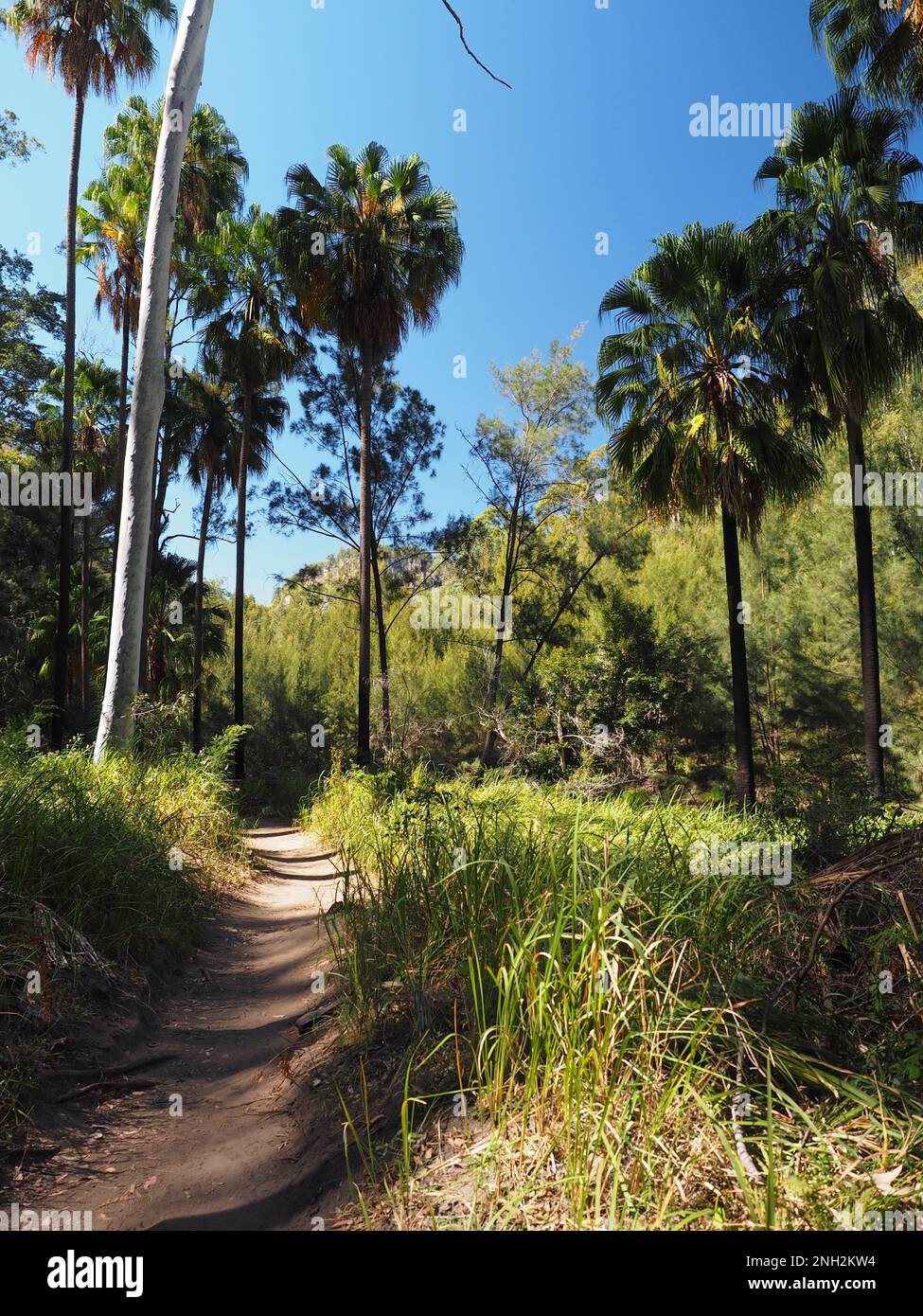 Hiking trail though Carnarvon Gorge, a sandstone gorge in Queensland ...