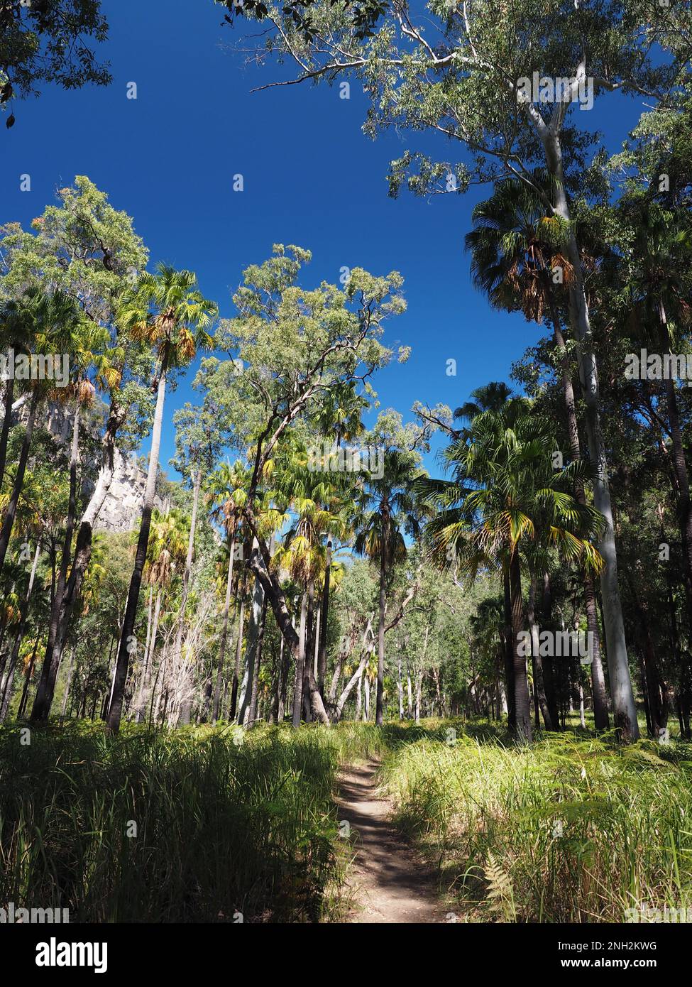 Hiking trail though Carnarvon Gorge, a sandstone gorge in Queensland ...
